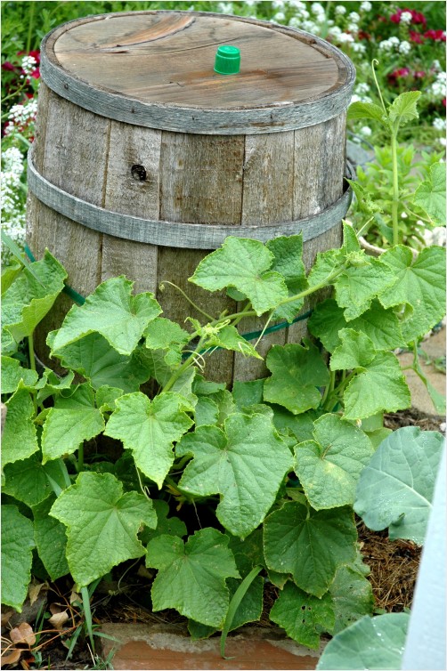 Growing Pickling Cucumbers | RedGage