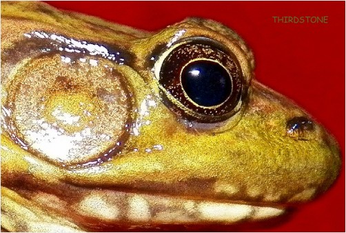 Kodak Z990 Camera Review | RedGage